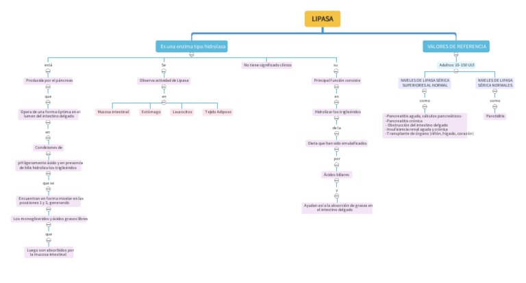Función y Valores de la Lipasa | PDF | Bilis | Tracto gastrointestinal