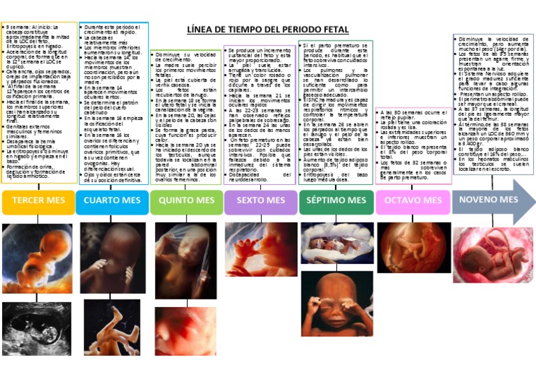 Línea de Tiempo Del Periodo Fetal | Descargar gratis PDF | Feto | Zoología