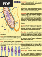 Mapa Conceptual de Bacterias | PDF | Las bacterias | Citoplasma