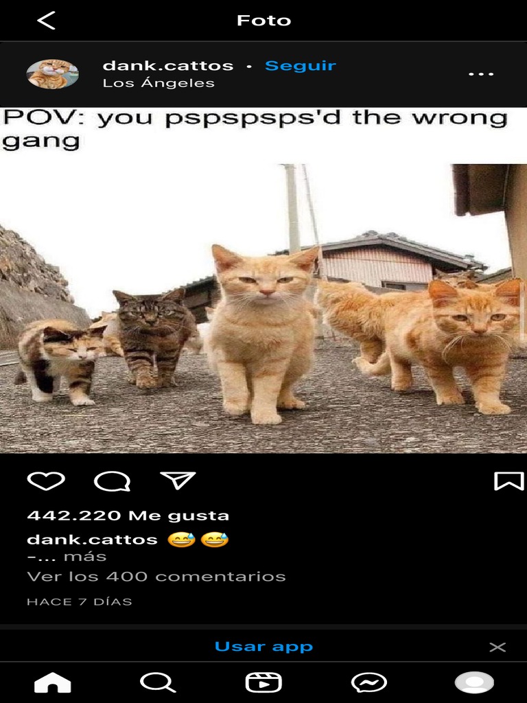 Cat Memes en Instagram ?? - Follow Us @dank - Cattos For More - DM For ...