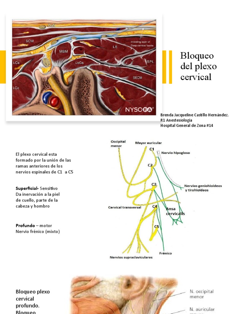 Bloqueo del Plexo Cervical: Guía | PDF | Anatomía humana | Cabeza y cuello humanos