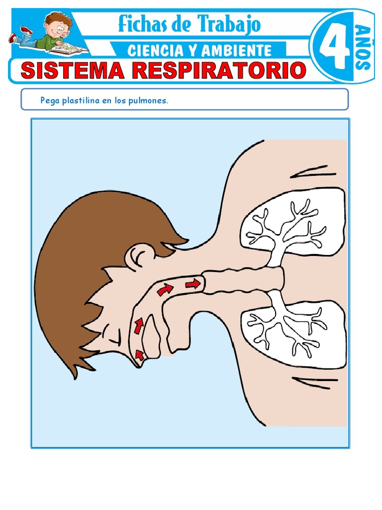 Sistema respiratorio: fichas de trabajo | PDF