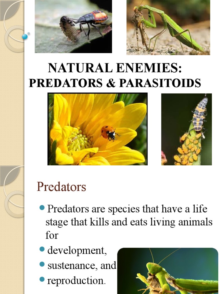 Predators | PDF | Predation | Biological Pest Control