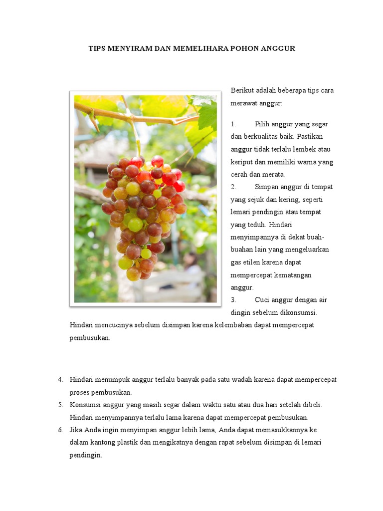 Tips Menyiram Dan Memelihara Pohon Anggur | PDF