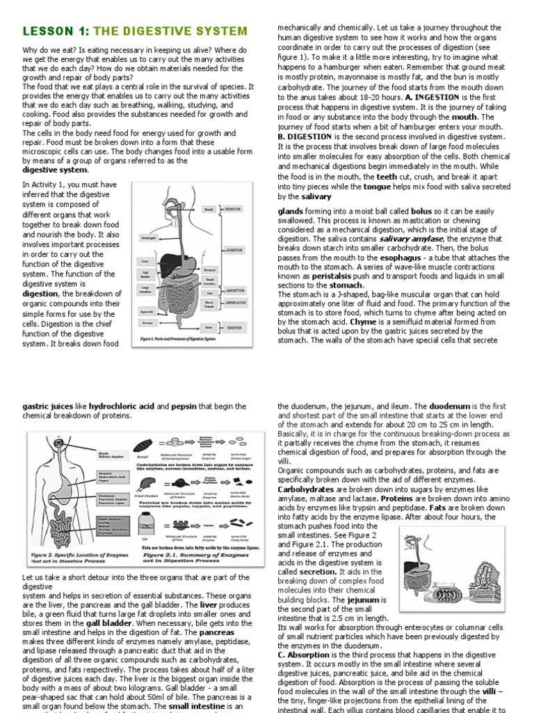 Digestive System Soft | PDF | Small Intestine | Digestion