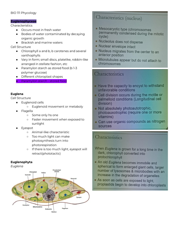 Euglenophyceae Characteristics and Structure | PDF | Home & Garden ...