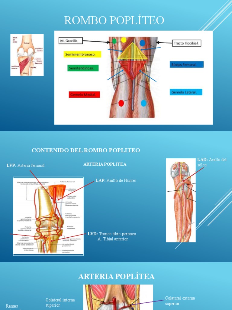Anatomía del Rombo Poplíteo y Estructuras Asociadas | PDF
