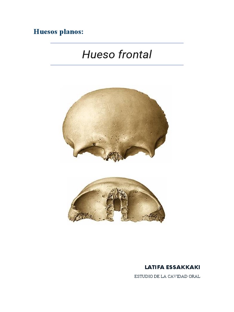 Hueso Frontal: Huesos Planos | PDF | Cráneo | Sistema musculoesquelético