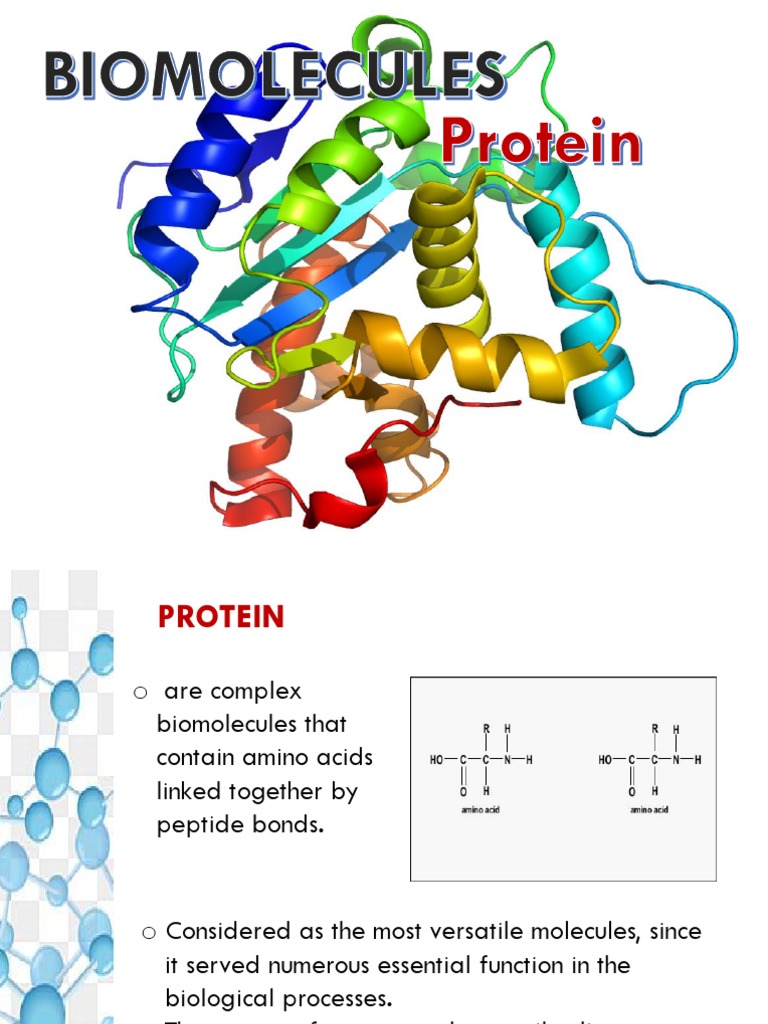 Protein | PDF | Proteins | Protein Structure