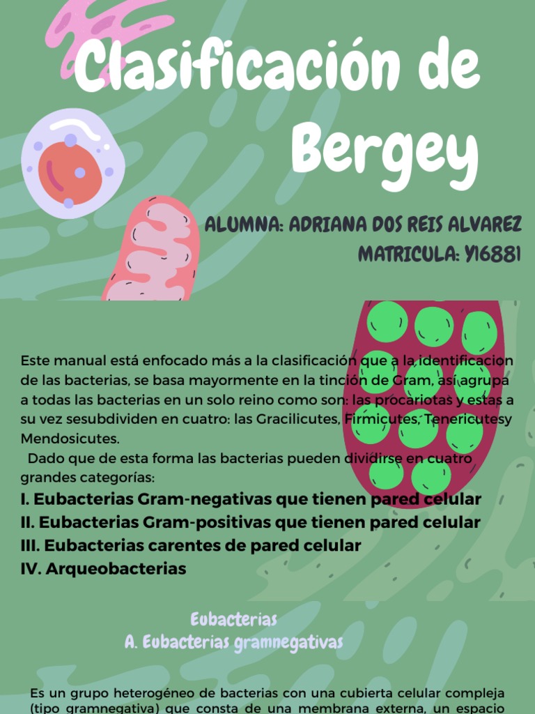 Presentación de Bergey | PDF | Las bacterias | Bacterias Gram Positivas