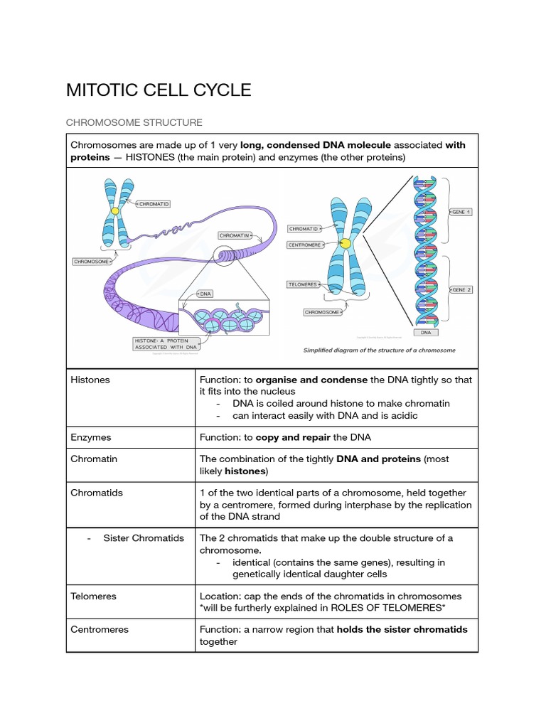 Mitotic Cell Cycle + Inheritance | PDF | Meiosis | Mitosis
