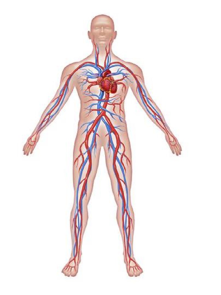 Sistema Circulatorio Pdf Pdf