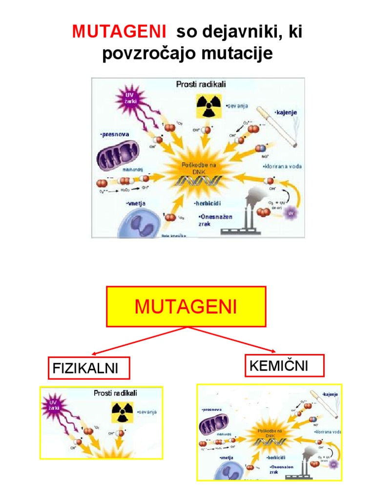 01 Mutageni | PDF
