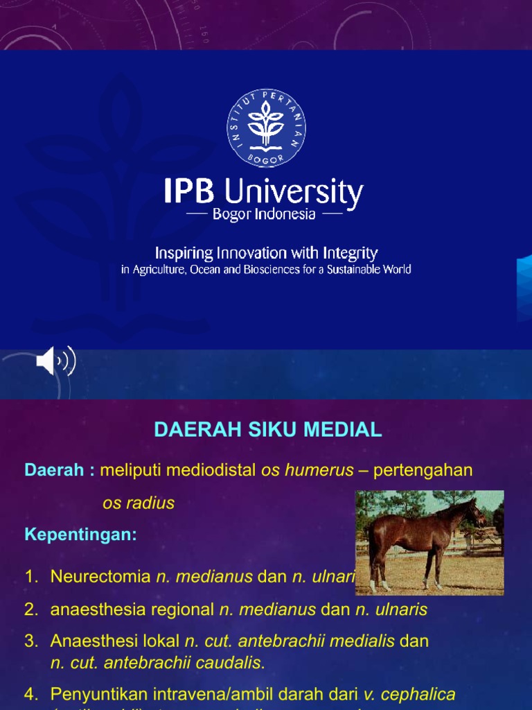 Regio Siku Medial | PDF