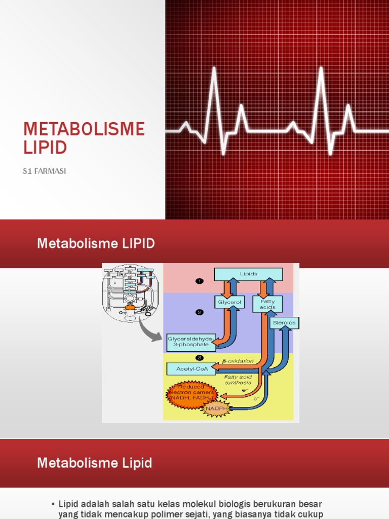 Metabolisme Lipid | PDF | Sains & Matematika