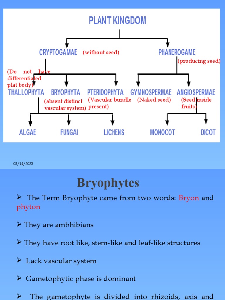 Bryophytes | PDF Bryophytes | PDF