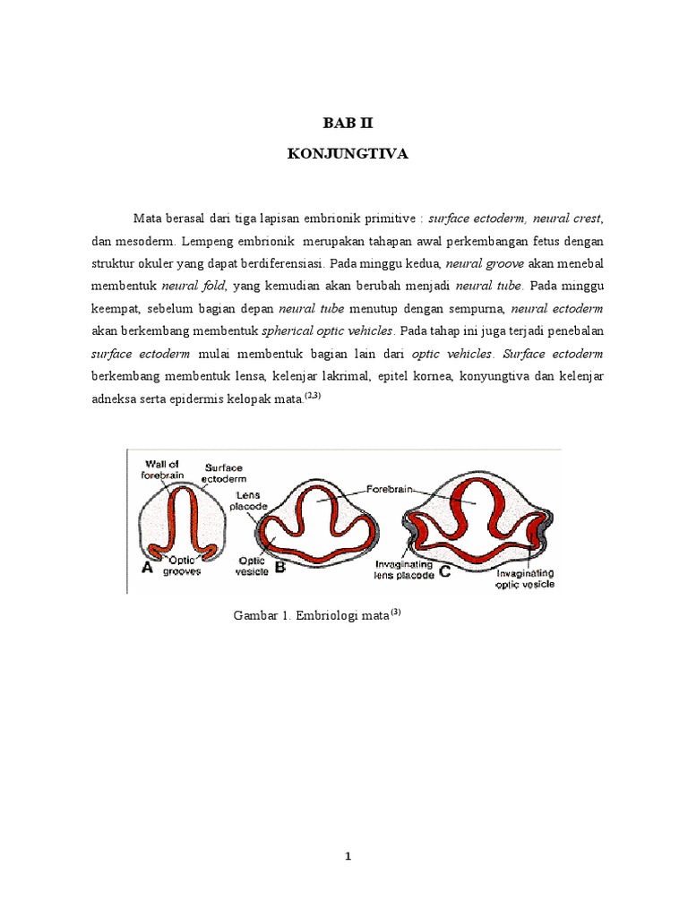 Anatomi Konjungtiva | PDF