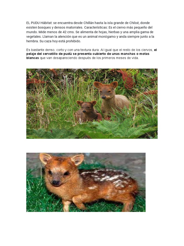 El Pudu Hábitat Pdf