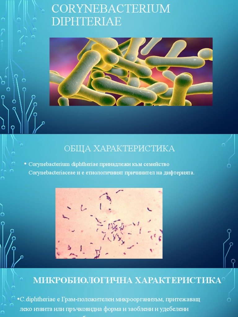 corynebacterium diphteriae 2.pptx | PDF