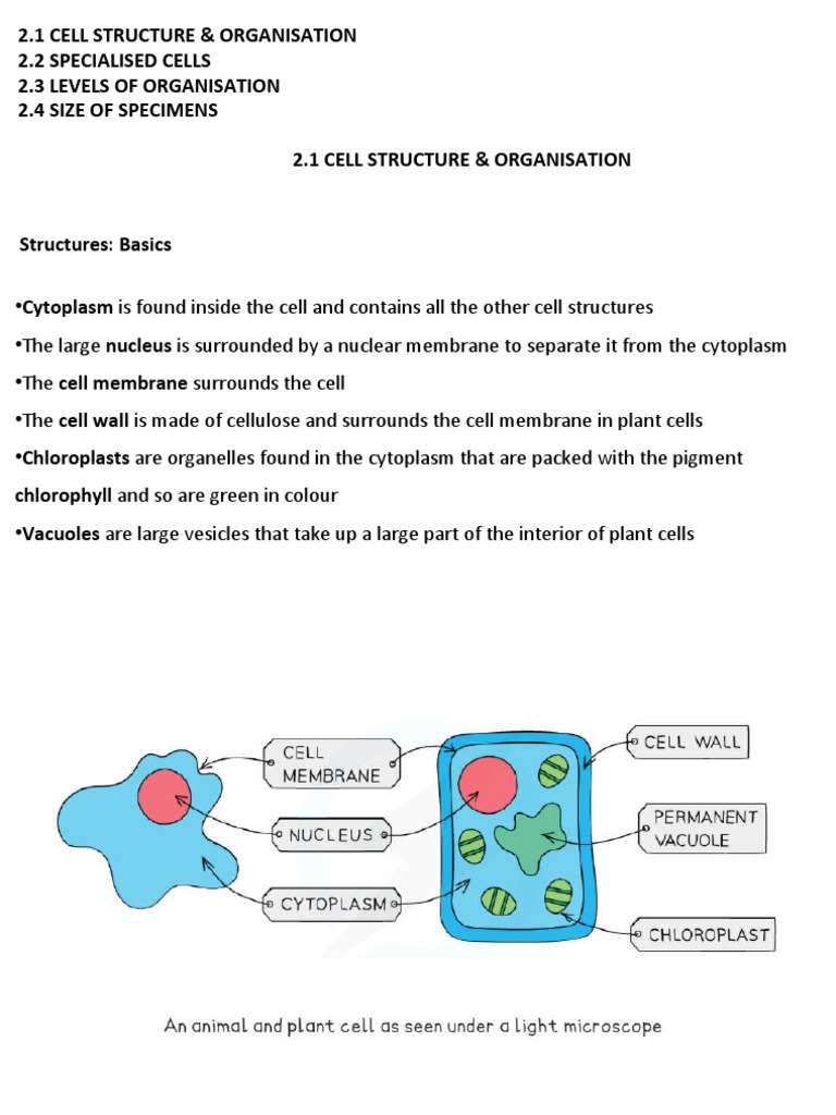 Cell Structure and Organisation Guide | PDF