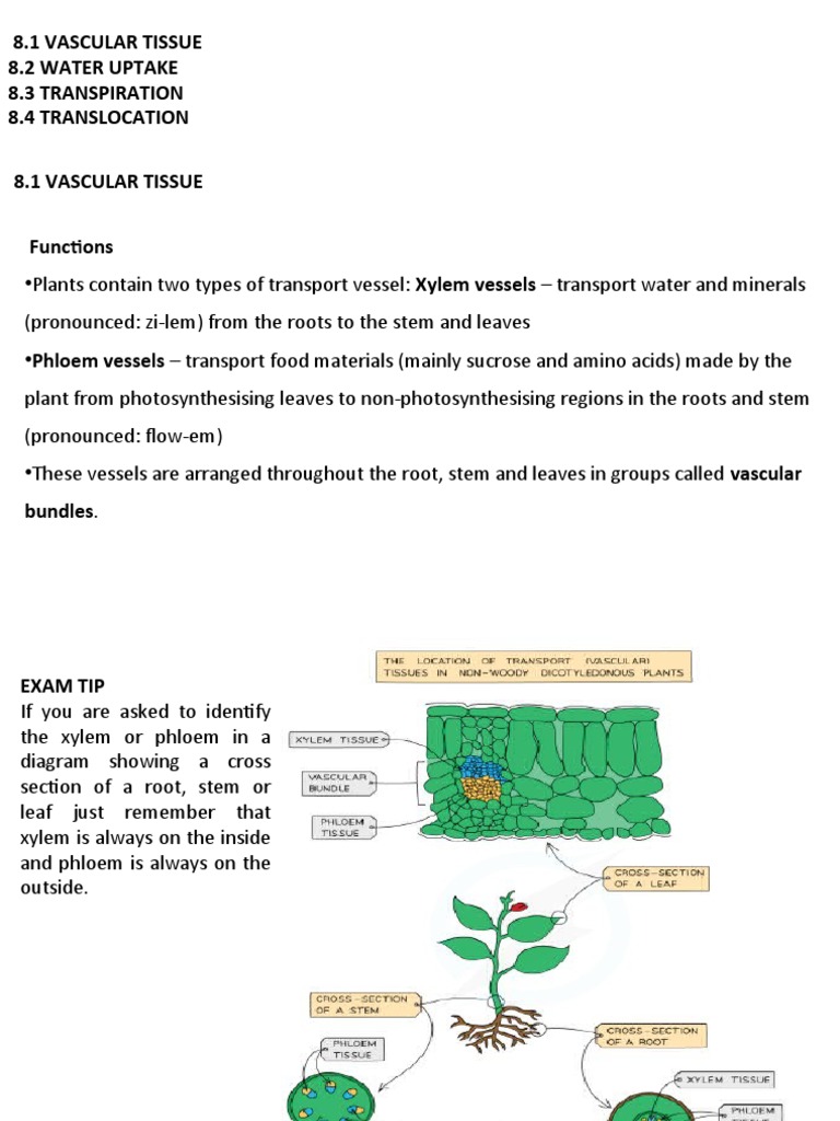 Ch-8 Transport in Plants | PDF | Root | Plant Stem
