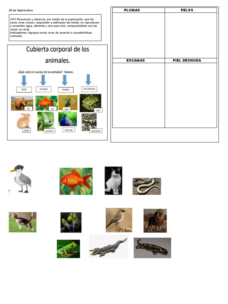 Cubierta Corporal y Desplazamiento de Los Animales | PDF