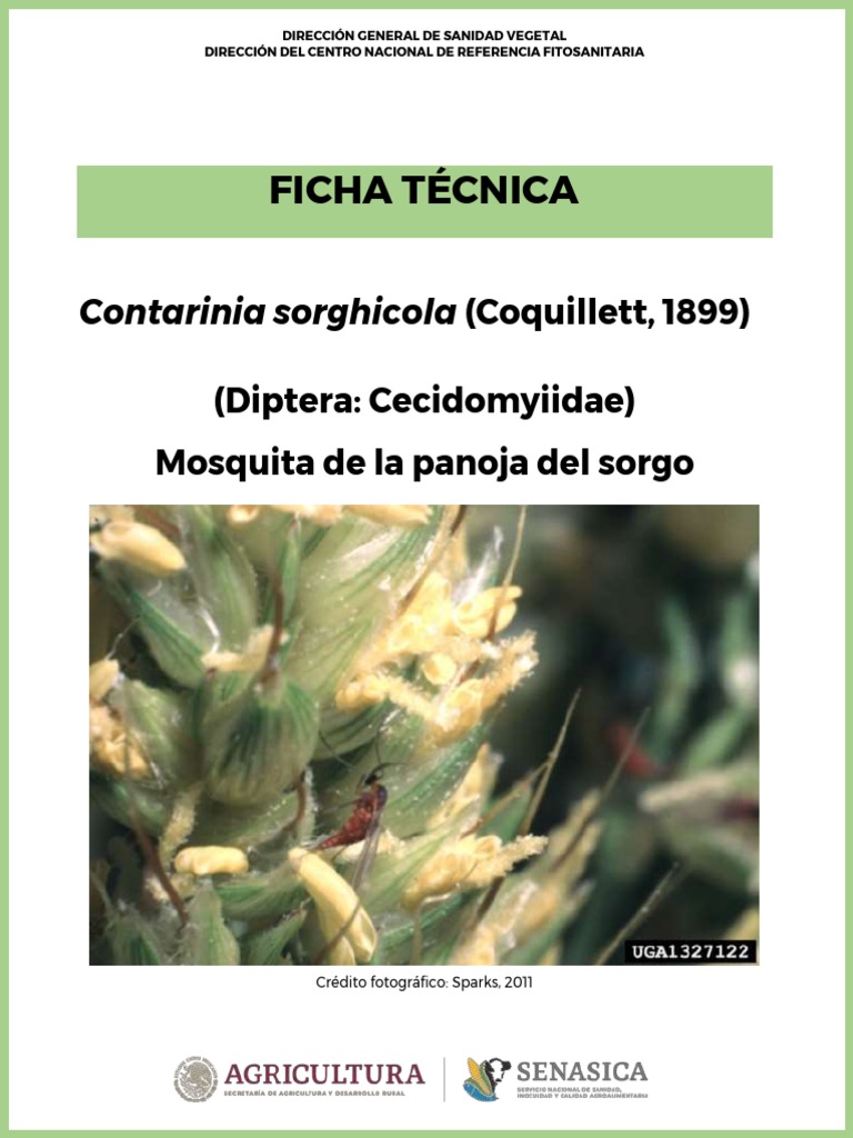 Ficha T Cnica Mosquita de La Panoja Del Sorgo 2020 PDF | PDF | Larva | Control biológico de plagas