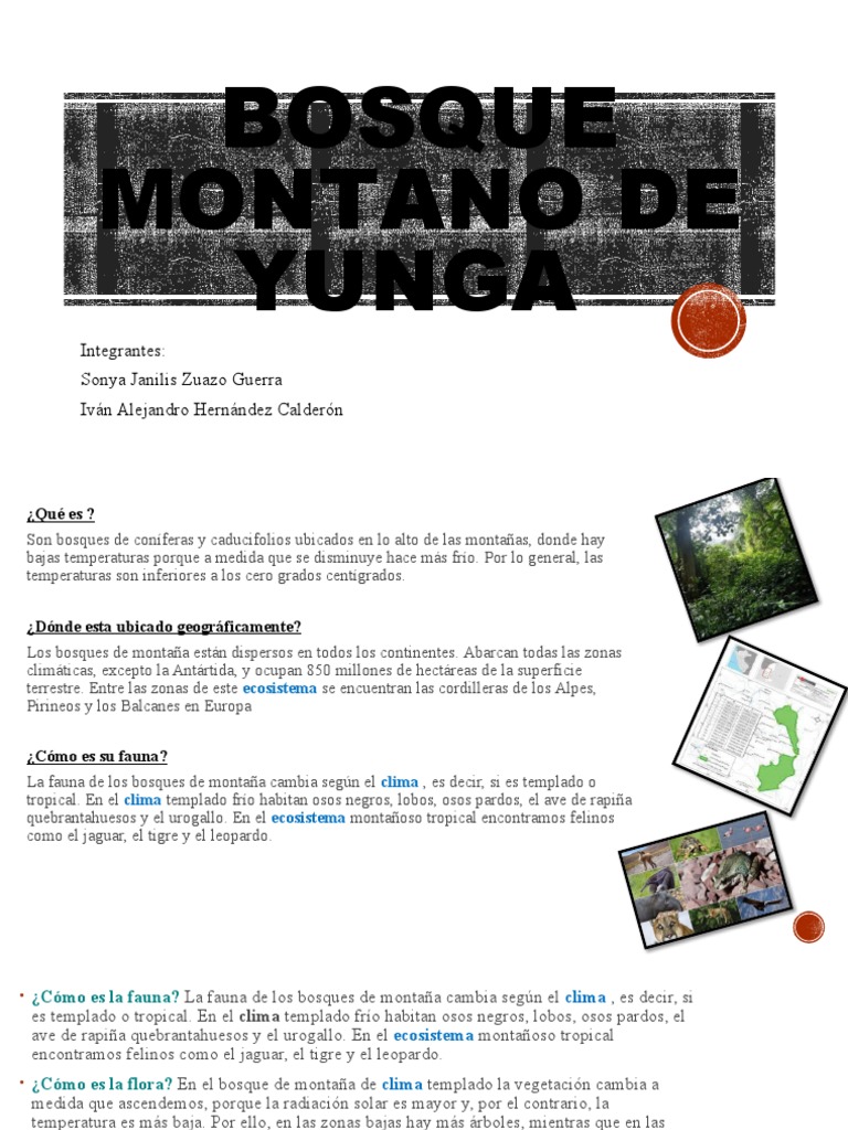 BOSQUE MONTANO DE YUNGA Individuo | Descargar gratis PDF | Los bosques ...