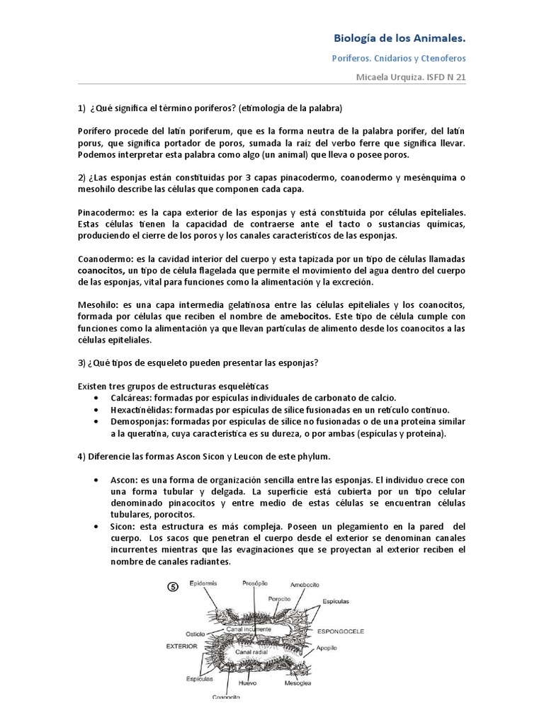 Biologia Animal. Clase 3. Urquiza Micaela. | PDF | Esponja | Animales ...