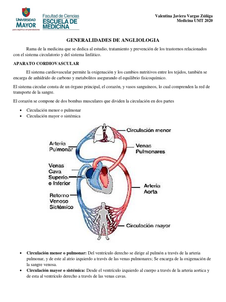 Generalidades Angiologia PDF | PDF | Sistema circulatorio | Artería