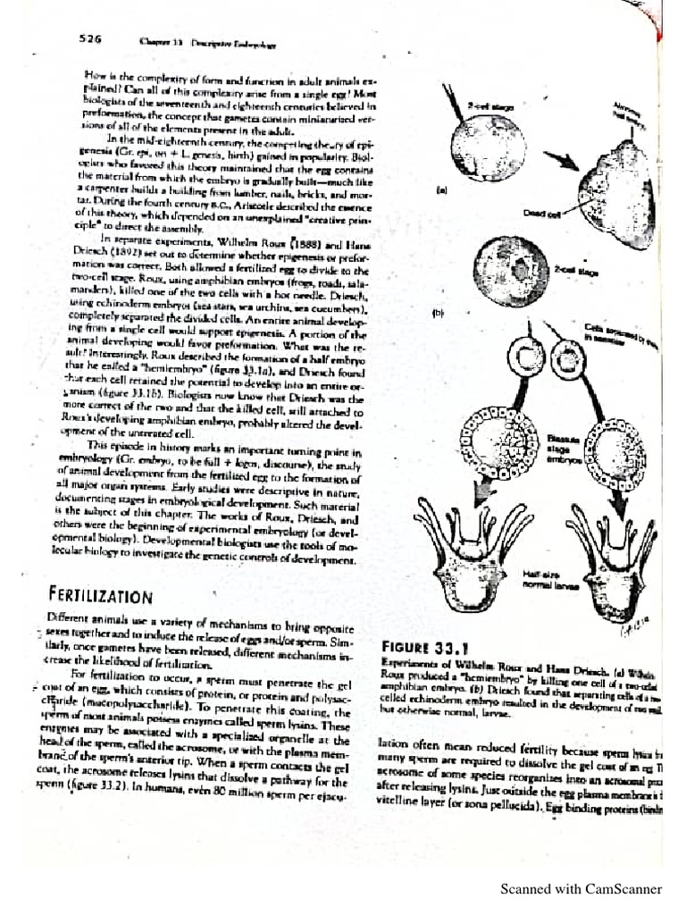 Descriptive Embryology | PDF
