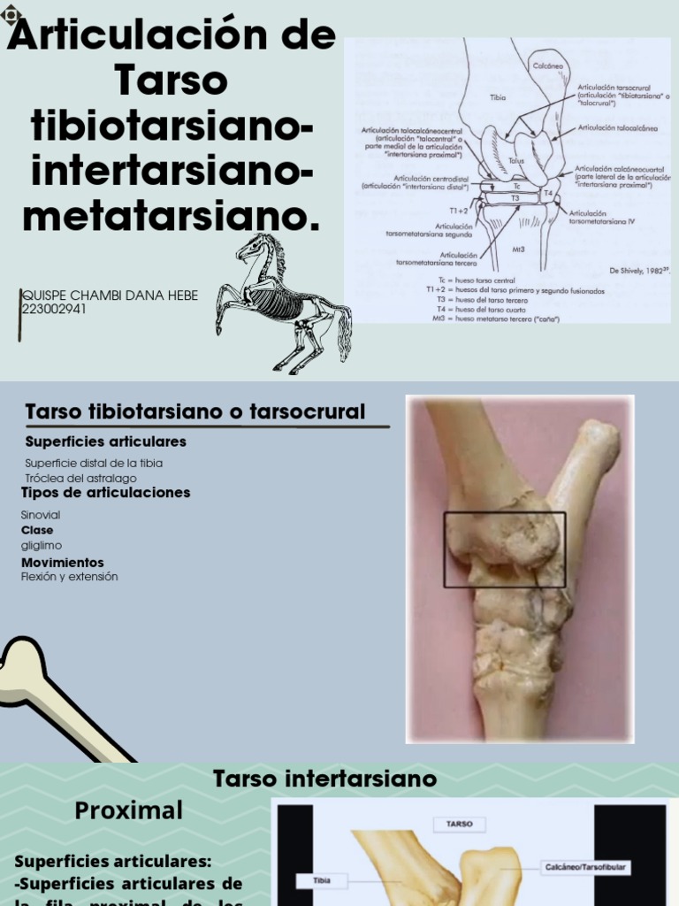 Anatomía de la Articulación del Tarso | PDF | Articulación | Anatomía ...