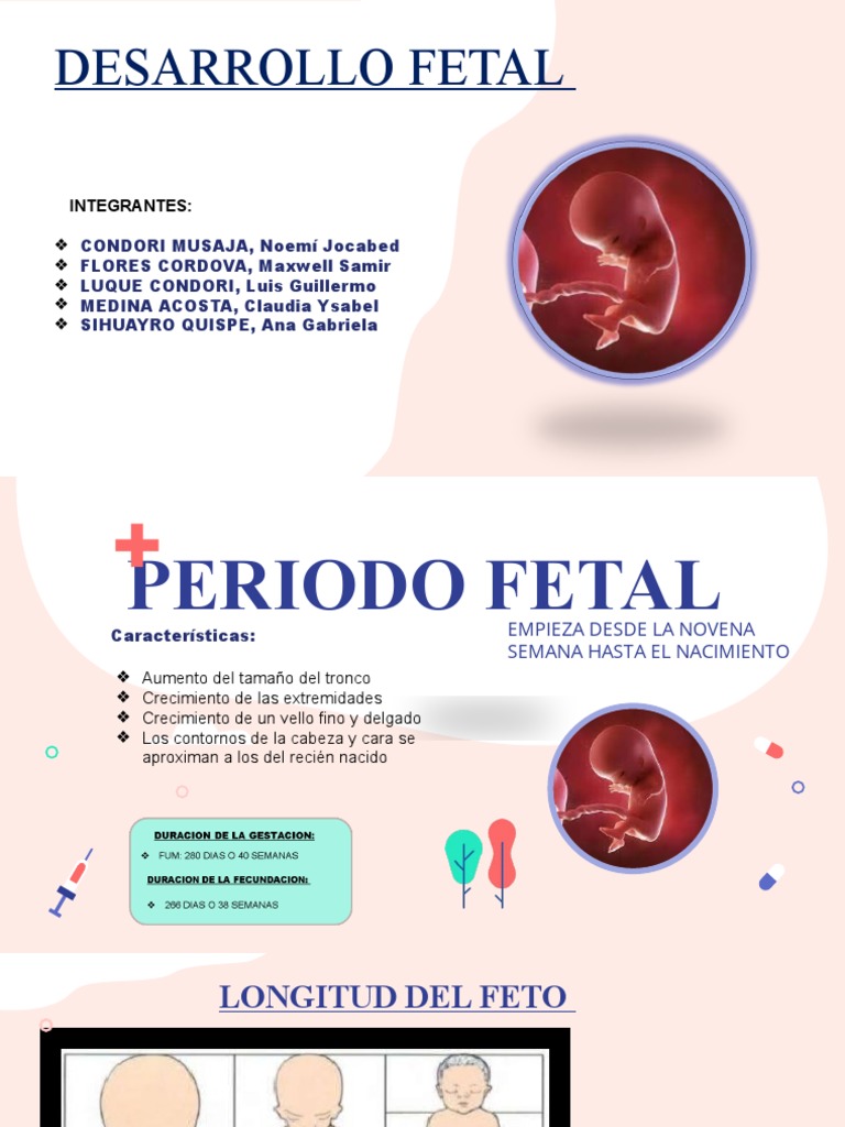 Periodo Fetal - ) | PDF | Placenta | Feto