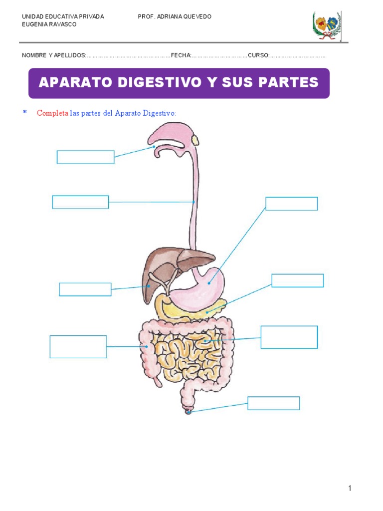 Aparato Digestivo y Sus Partes 2S AR | PDF | Sistema digestivo humano ...