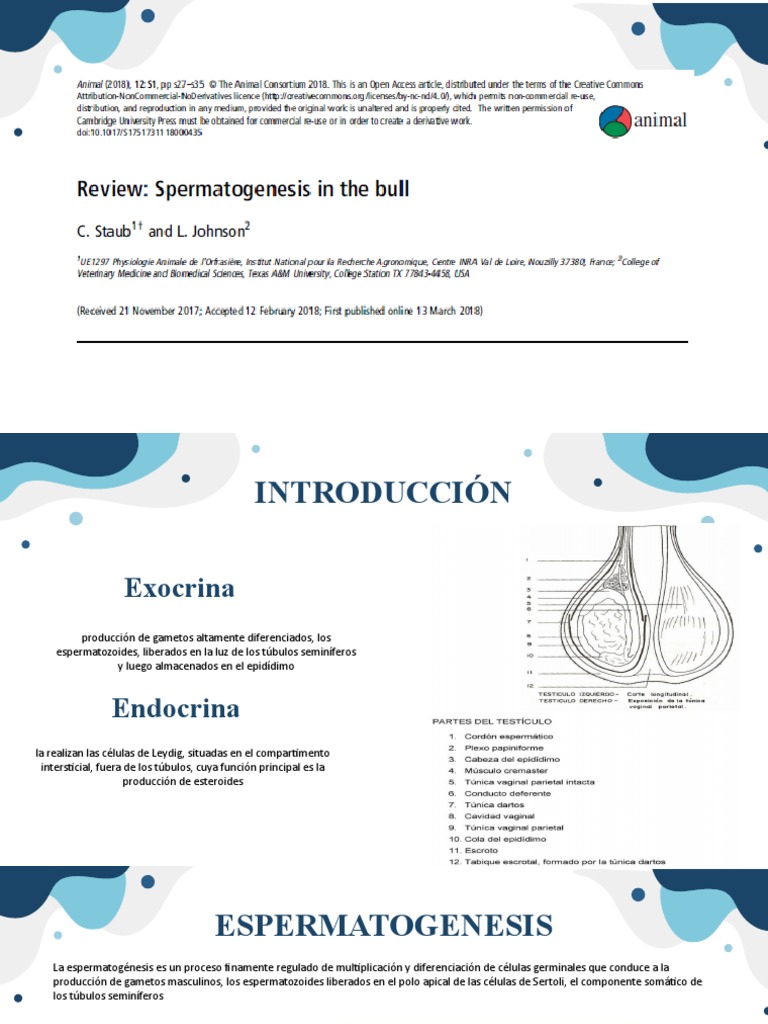Espermatogénesis en El Toro | PDF | Mamíferos machos | Sistema Reproductor Mamífero