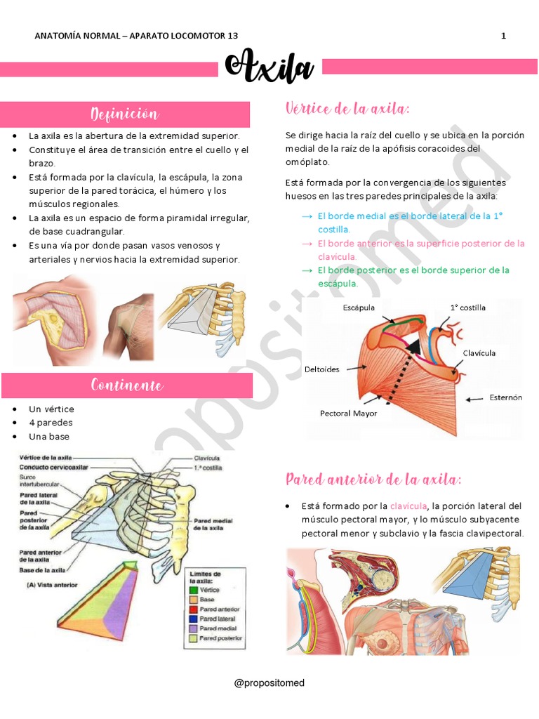 13 - Axila | PDF | Anatomía humana | Sistema musculoesquelético