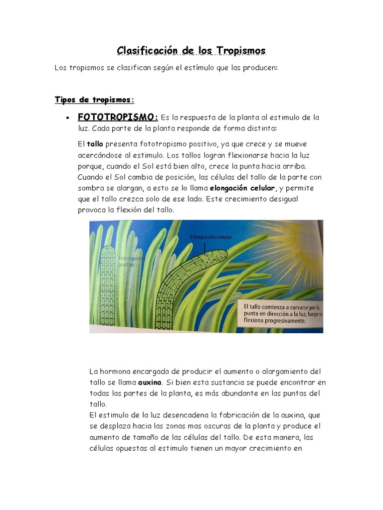 Tipos de Tropismo | PDF | Plantas | Botánica
