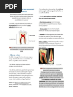 Anatomia do Dente 27: Molar Superior | PDF | Raiz | Dente