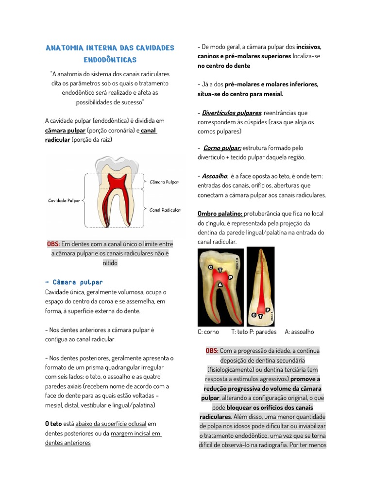 Anatomia das Cavidades Endodônticas | PDF | Dente | Dentina