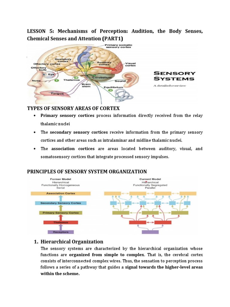 Biological Psychology Lesson 5 Notes Pdf Taste Spinal Cord