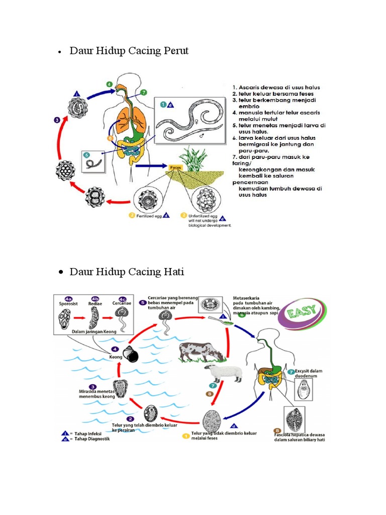 Daur Hidup Berbagai Cacing | PDF