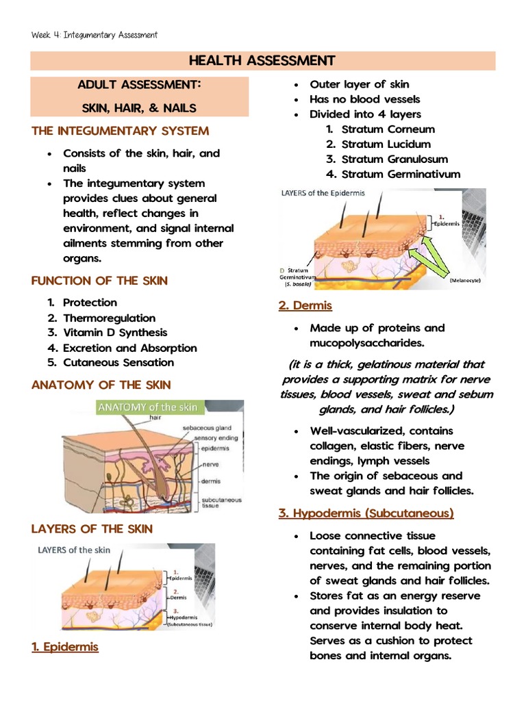 Health Assessment - Nursing - Integumentary Assessment | PDF
