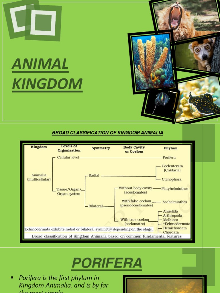 Biology - Animal Kingdom Class 11 | PDF