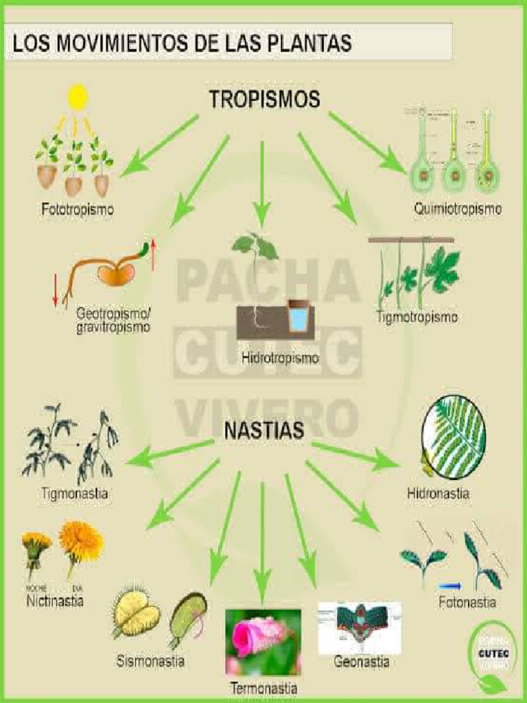 2° Tropismos y nastias en las plantas | PDF