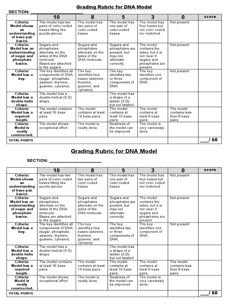 Grading Rubric For DNA Model | PDF | Dna | Molecular Biophysics