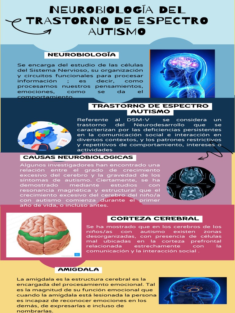 INFOGRAFIA_ NEUROBIOLOGIA DEL TEA | PDF | Cerebro | Espectro autista