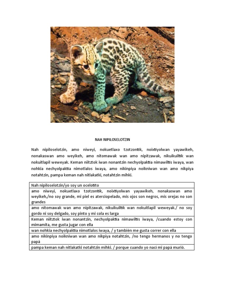 Historia de un Ocelote y su Cría | PDF