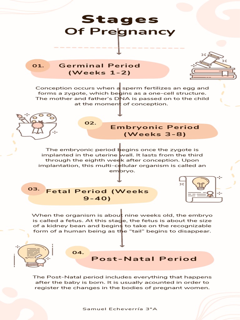 Stages of Gestation | PDF
