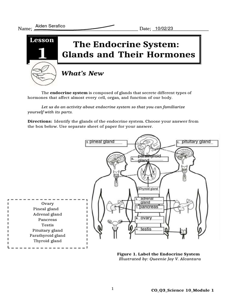 Gr10 Endocrine System | PDF | Luteinizing Hormone | Endocrine System