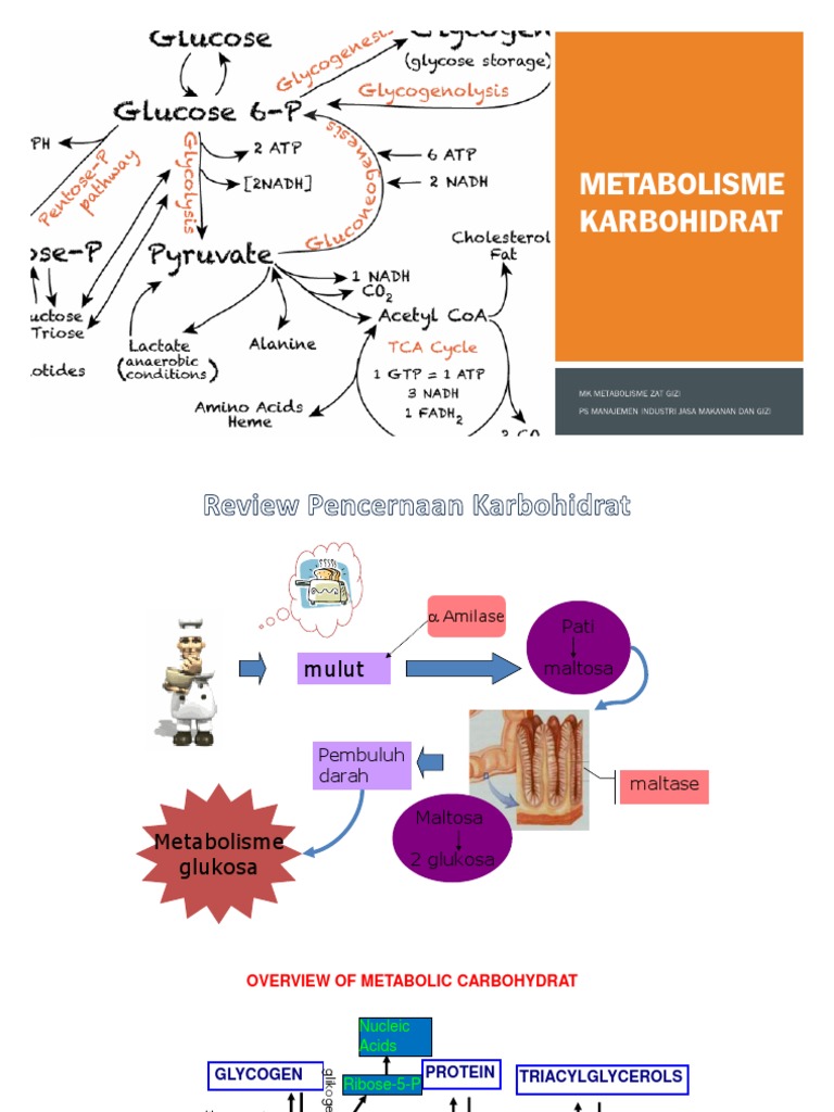 Kuliah 3 - Metabolisme Karbohidrat | PDF